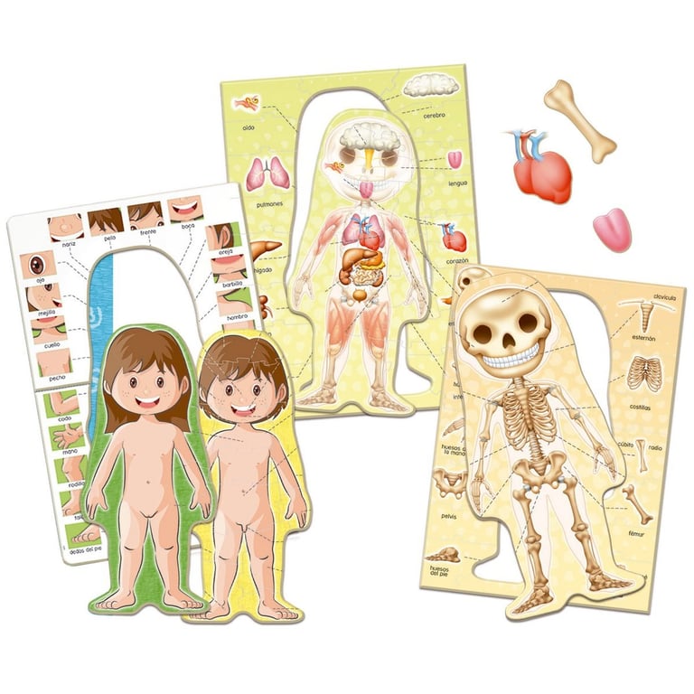Precios JUEGO APRENDO EL CUERPO HUMANO | Coolebra